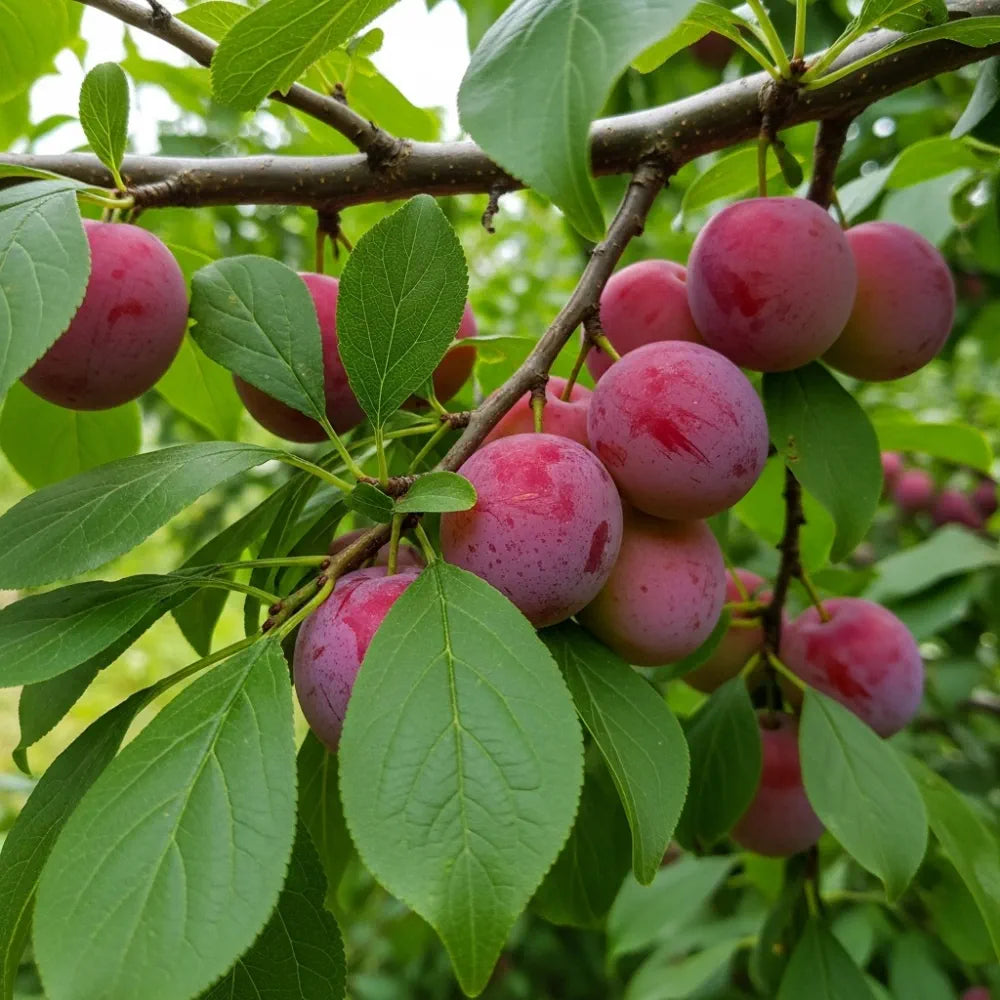 Cordon 'Jubilee' Plum Tree | 5ft | Bare Root – Woven Wood