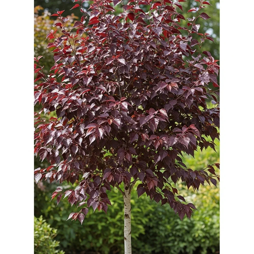 2ft Crimson Frost' Silver Birch Tree | 3L Pot – Woven Wood