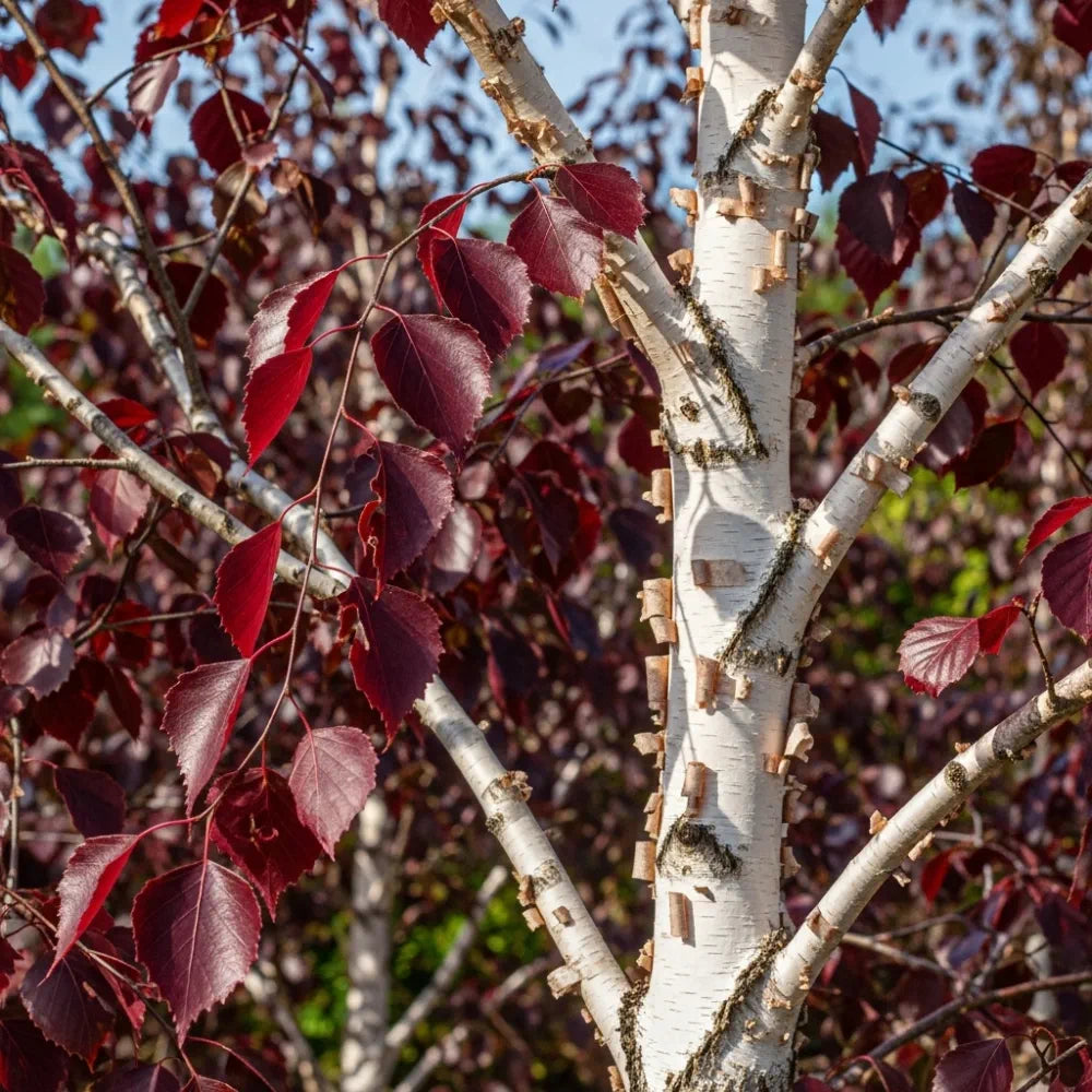2ft Crimson Frost' Silver Birch Tree | 3L Pot – Woven Wood