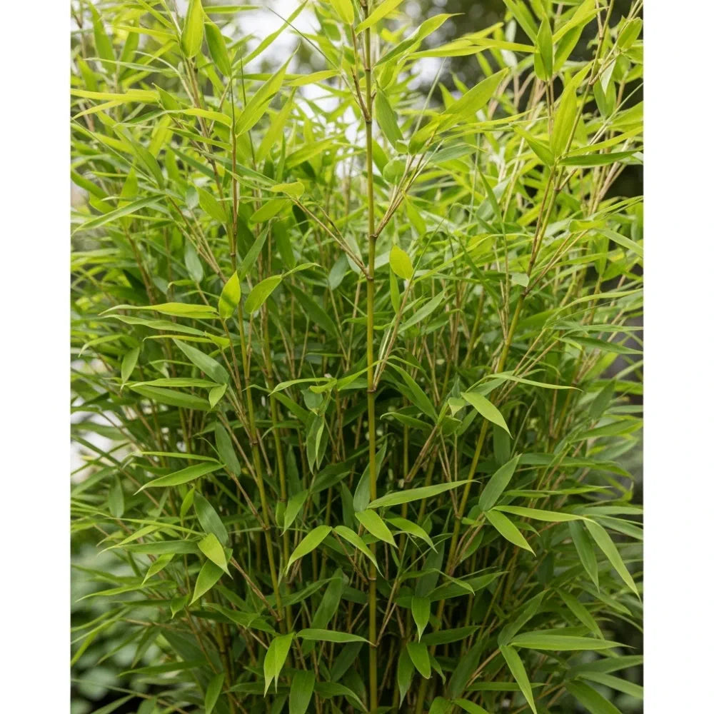 4ft Dragon Head Bamboo | Fargesia Rufa | 10L Pot – Woven Wood