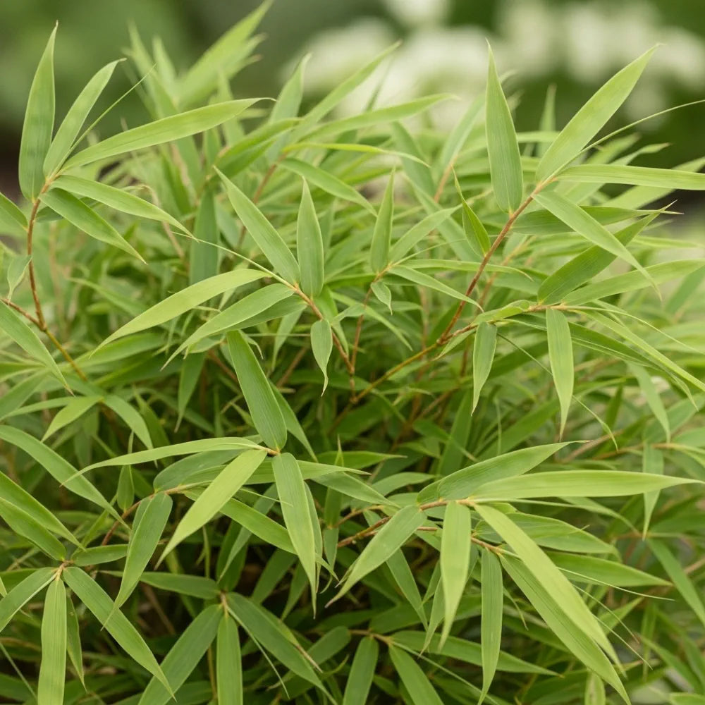 3x 3ft Dragon Head Bamboo's | Fargesia Rufa | 2L Pots – Woven Wood