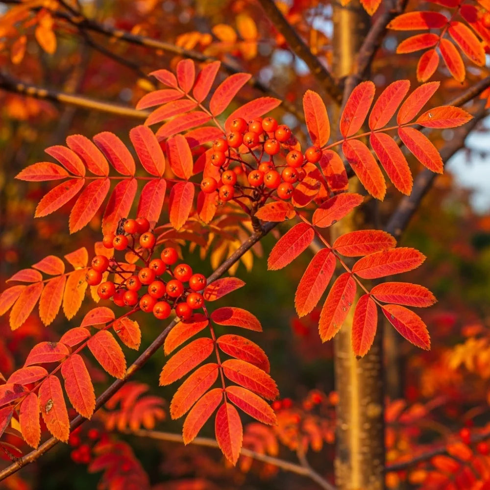 6ft Half-Standard 'Embley' Mature Scarlet Japanese Rowan Tree | 6/8cm ...