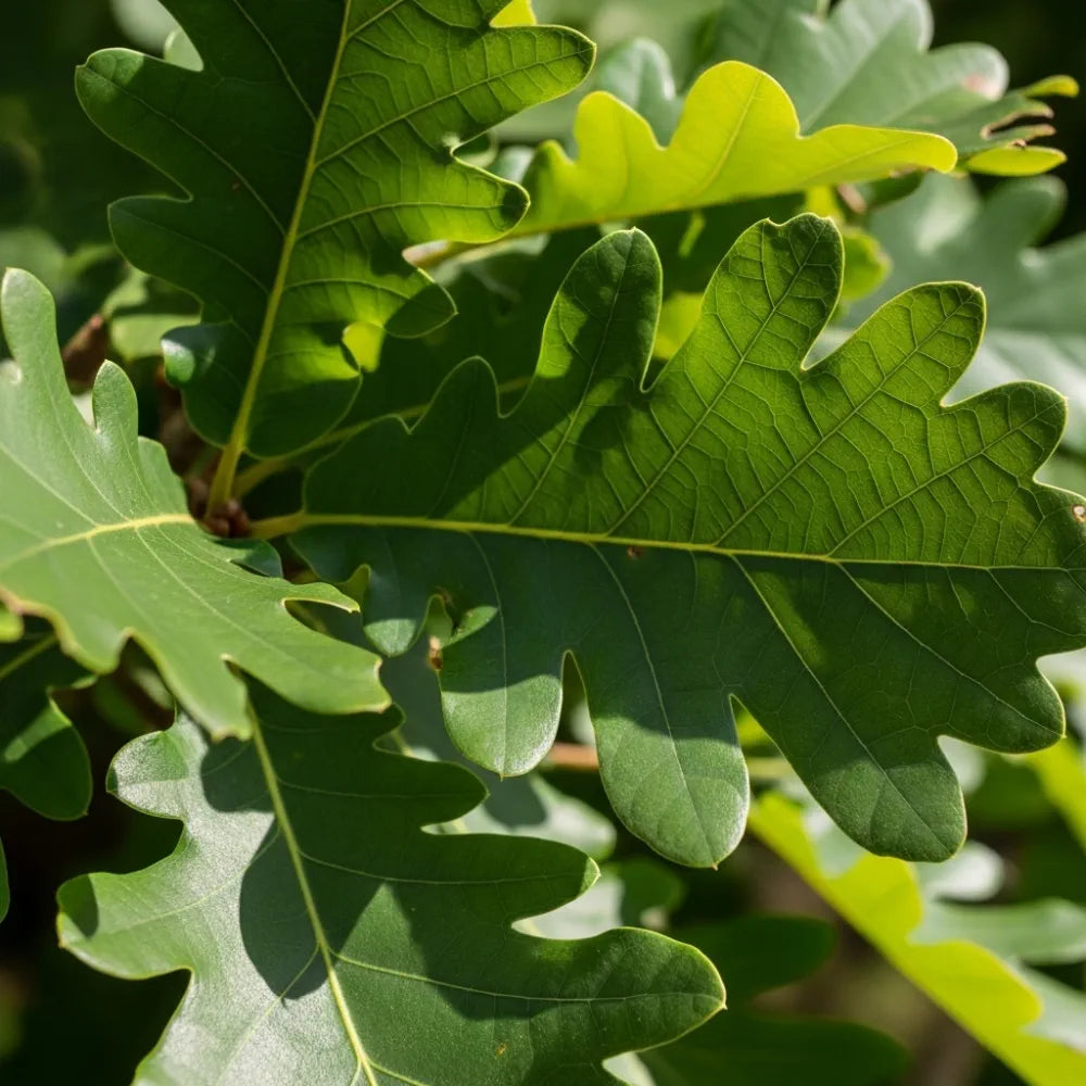 60-90cm English Oak Hedging | Quercus robur | Bare Root – Woven Wood