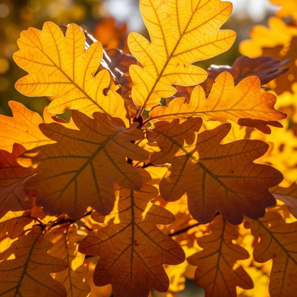 60-90cm English Oak Hedging | Quercus robur | Bare Root – Woven Wood