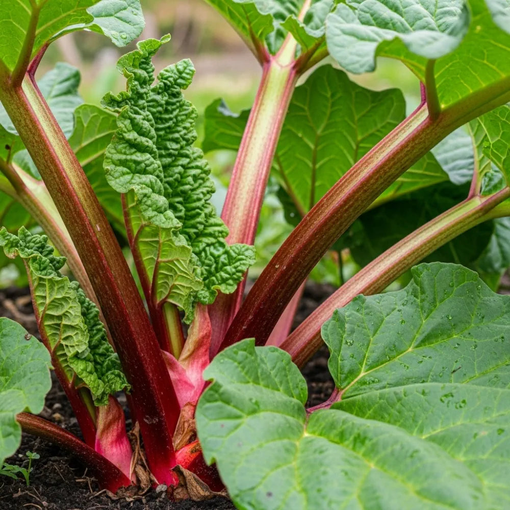 Full Season Rhubarb Collection | 3 x 3L pack – Woven Wood