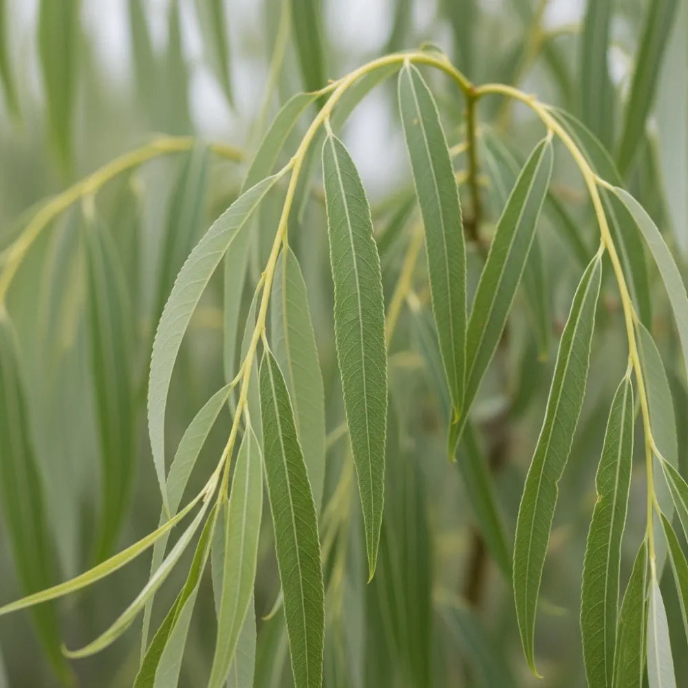 80-100cm Golden Weeping Willow Hedging | Salix chrysocoma | Bare Root ...