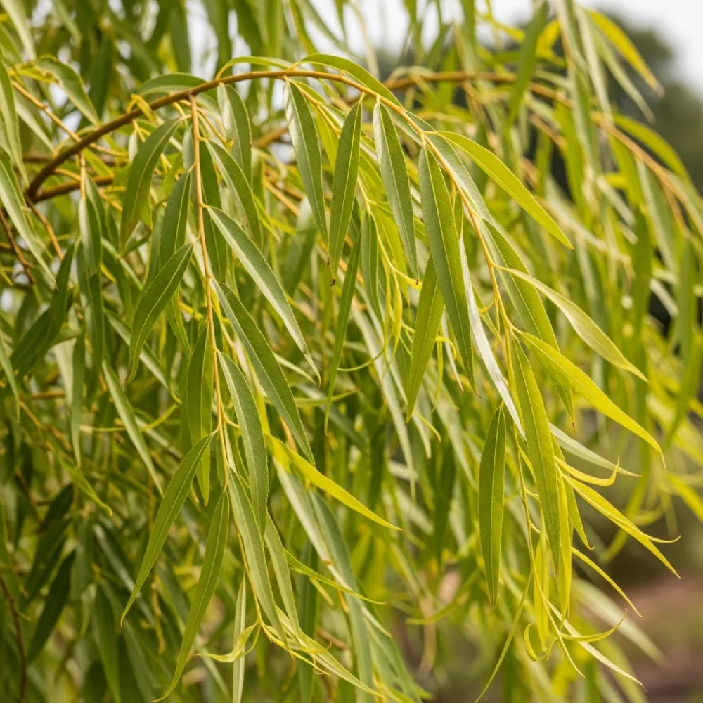 6ft Half-Standard 'Chrysocoma' Golden Weeping Willow Tree | Mature Bar ...