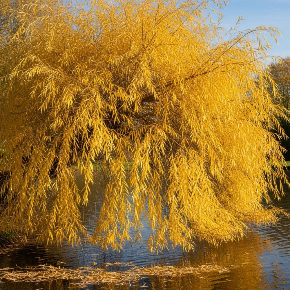 4ft Golden Weeping Willow Tree | Salix Chrysocoma | 3L Pot – Woven Wood