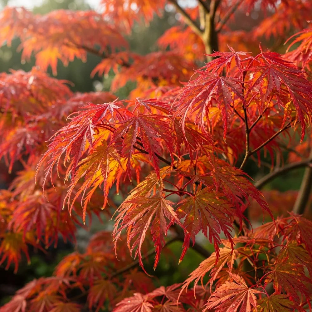 3ft Green Weeping Japanese Maple Tree | Acer palmatum 'Dissectum' | 5L ...