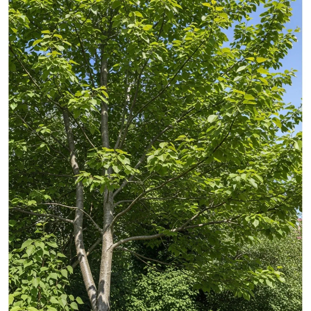 60-90cm Grey Alder Hedging | Alnus incana | Bare Root – Woven Wood