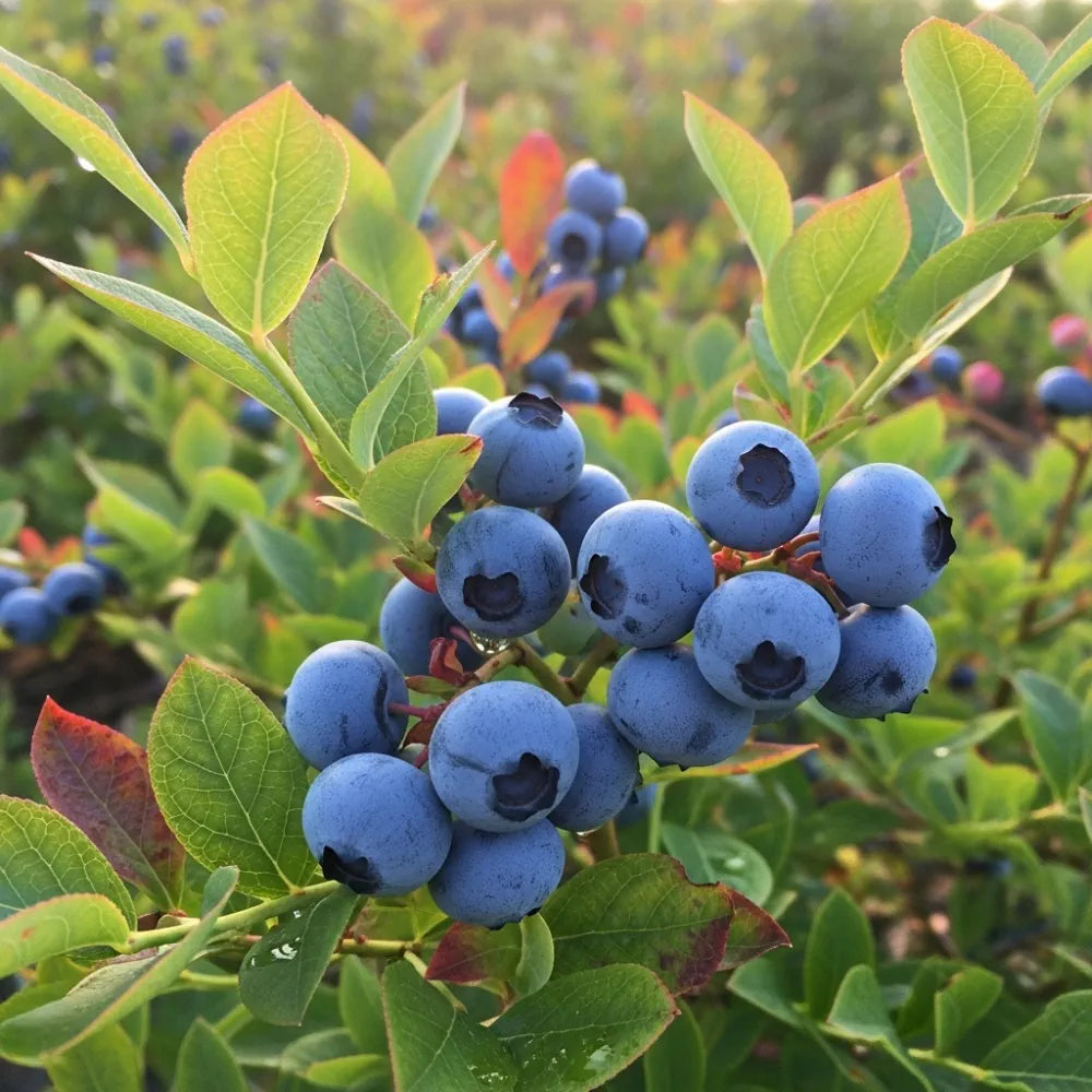 3 Herbert Blueberry Plants | 2L Pots – Woven Wood