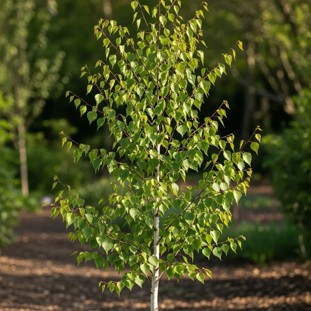 8ft Standard Himalayan Birch Tree | Mature Bare Root Betula Utilis Jac ...
