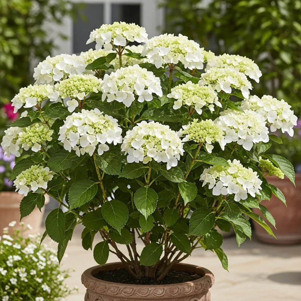 2.5ft Hydrangea macrophylla 'Little White' | 7.5L Pot – Woven Wood