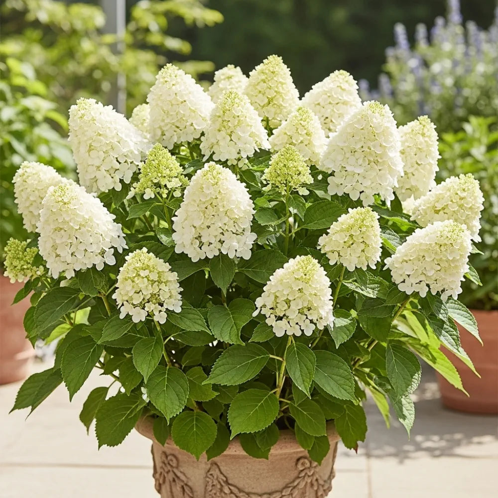2.5ft Hydrangea paniculata 'Little Spooky' | 3L Pot – Woven Wood