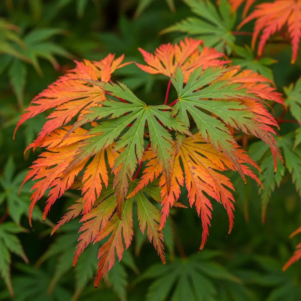 4ft Japanese Maple Tree | Acer palmatum dissectum 'Seiryu' | 7.5L Pot ...