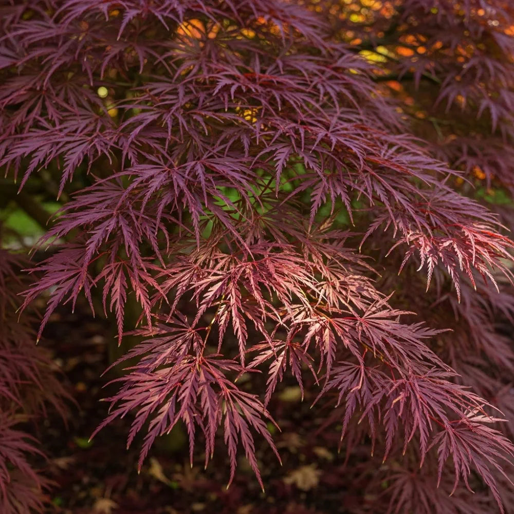 4ft 'Tamukeyama' Japanese Maple Tree | 7.5L Pot – Woven Wood