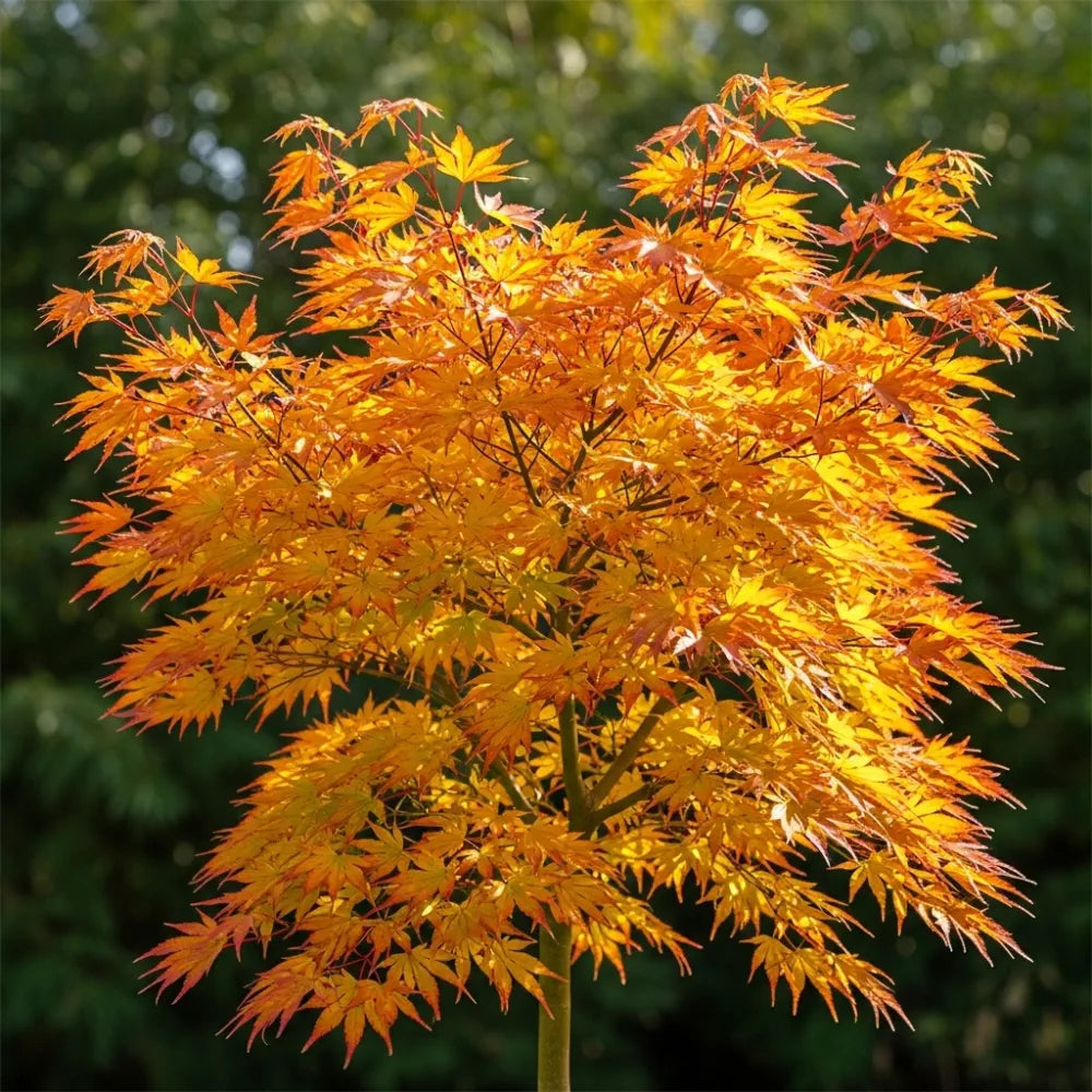 Japanese Maple Tree | Acer palmatum Orange Dream | 3ft Tree in 7.5L Po ...