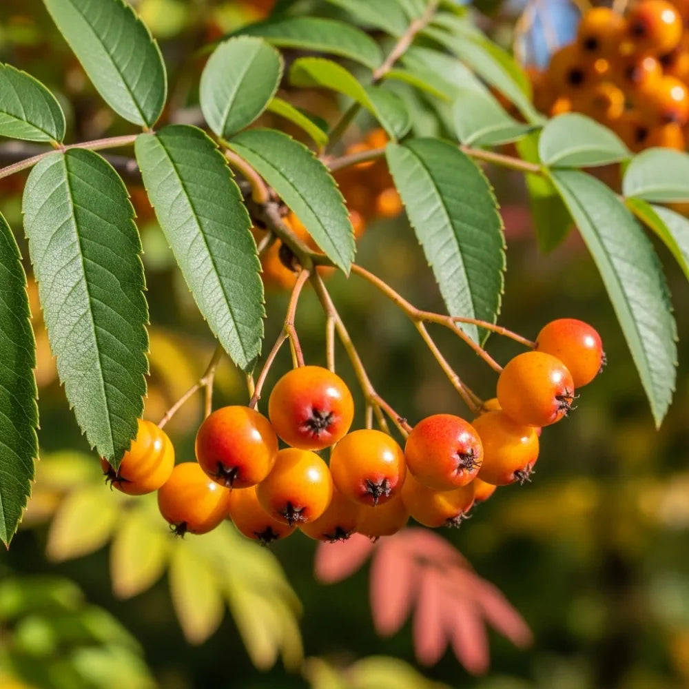 5ft 'Joseph Rock' Rowan Tree | Sorbus | 9L Pot | 2 Years Old – Woven Wood