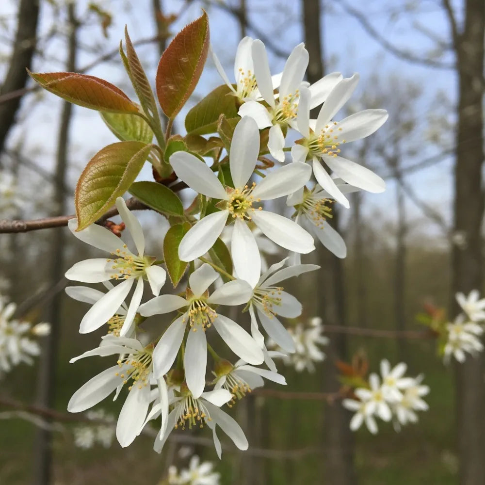 9ft Amelanchier Tree | Mature Multi-Stem Bare Root Tree – Woven Wood