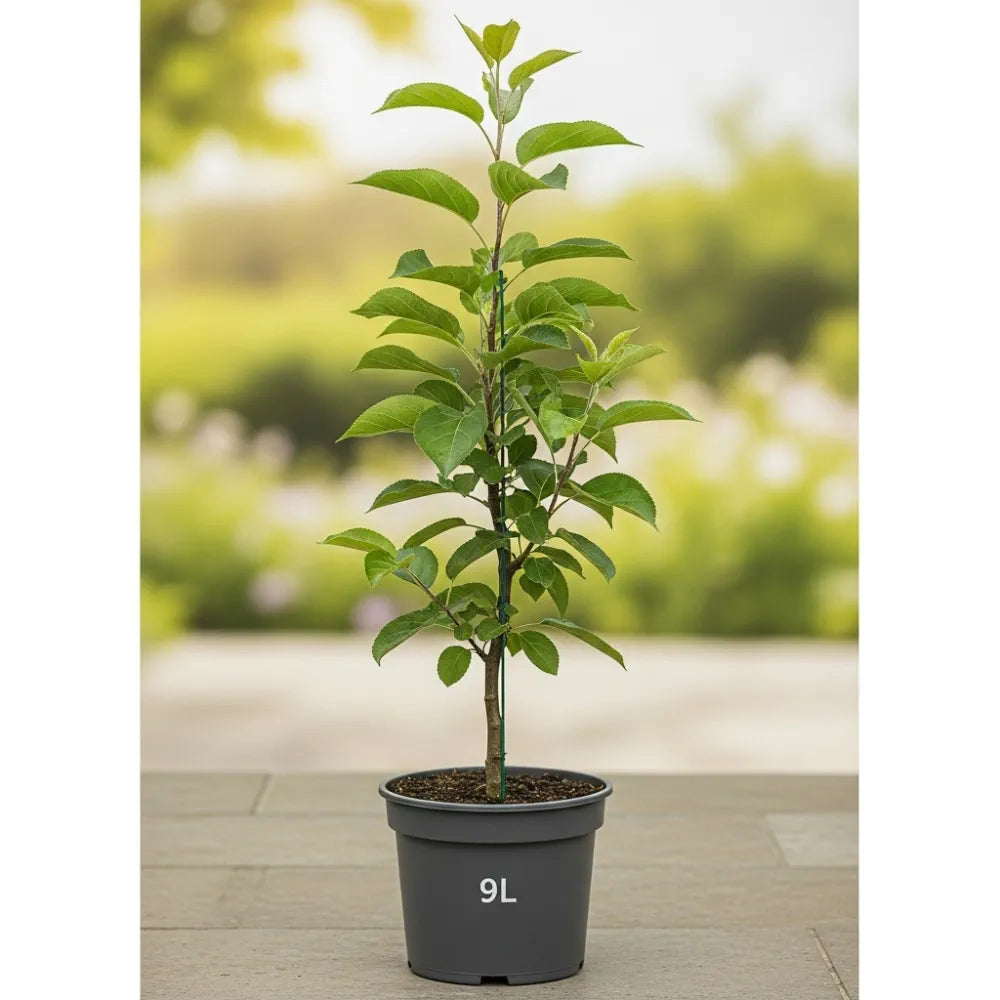 5ft Laxton's Superb Apple Tree | 2 Year Old Semi-Dwarfing Bare Root ...