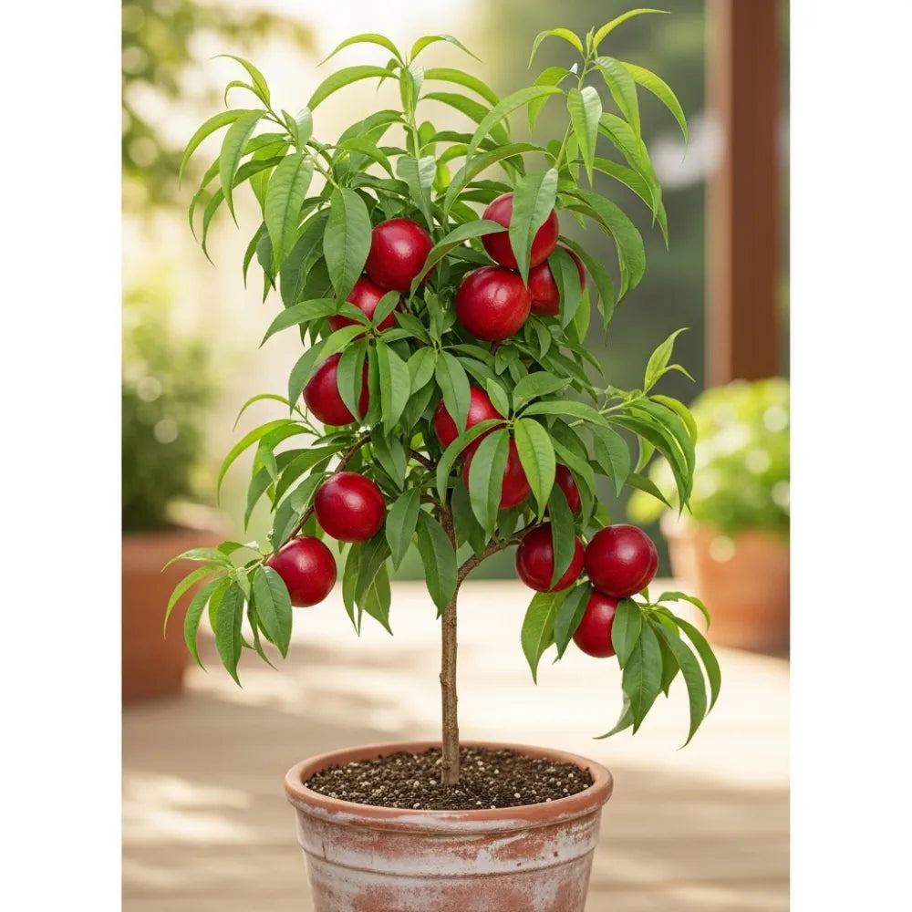 3ft 'Lord Napier' Patio Nectarine Tree | 4.5L Pot – Woven Wood