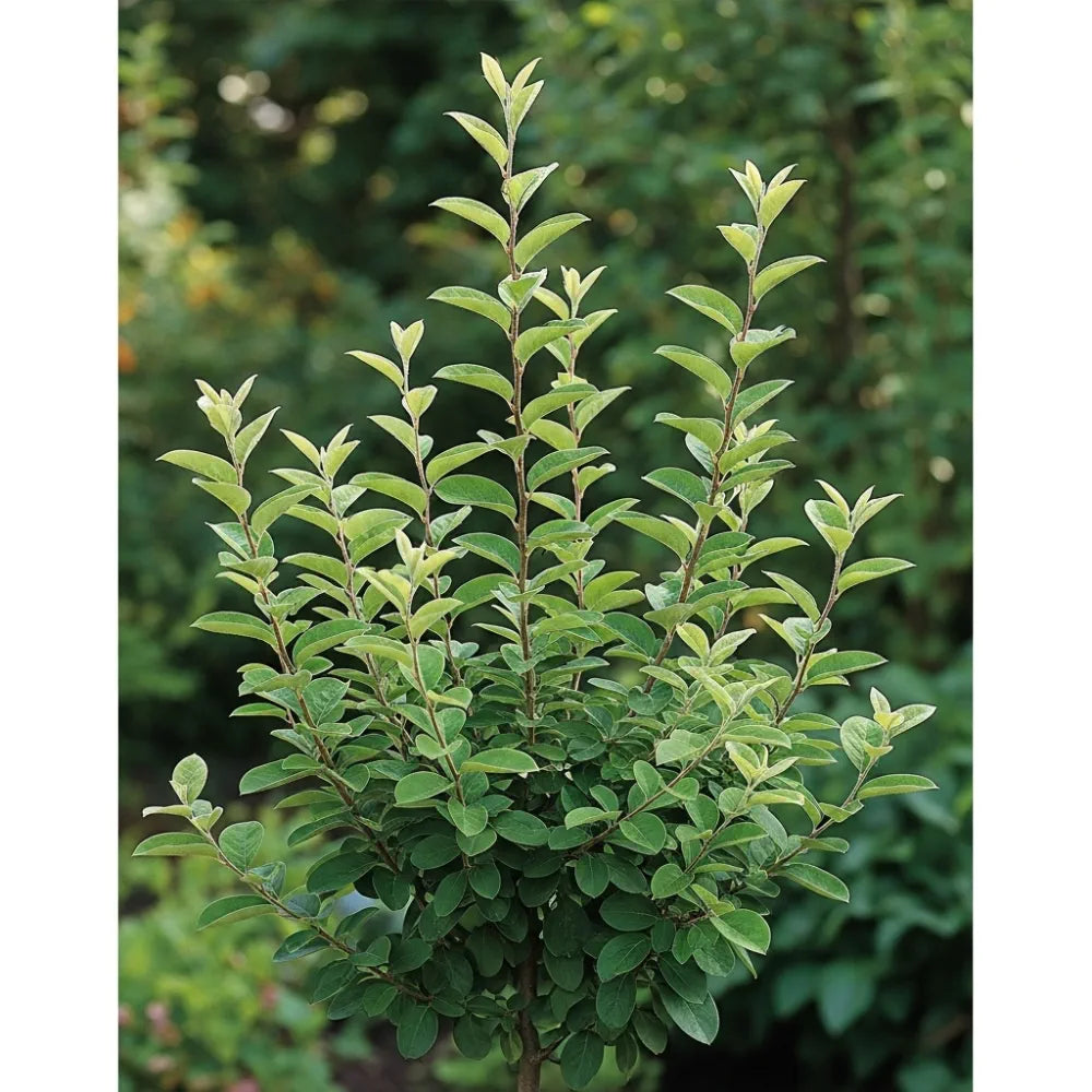 7ft Quince 'Meech's Prolific' | 3 Year Old Mature Tree in a 18L Pot ...