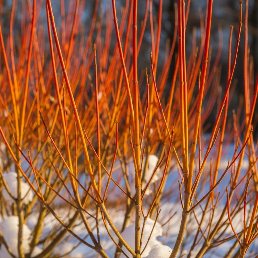 2ft Cornus sanguinea 'Midwinter Fire' | 5 x Bare Roots – Woven Wood
