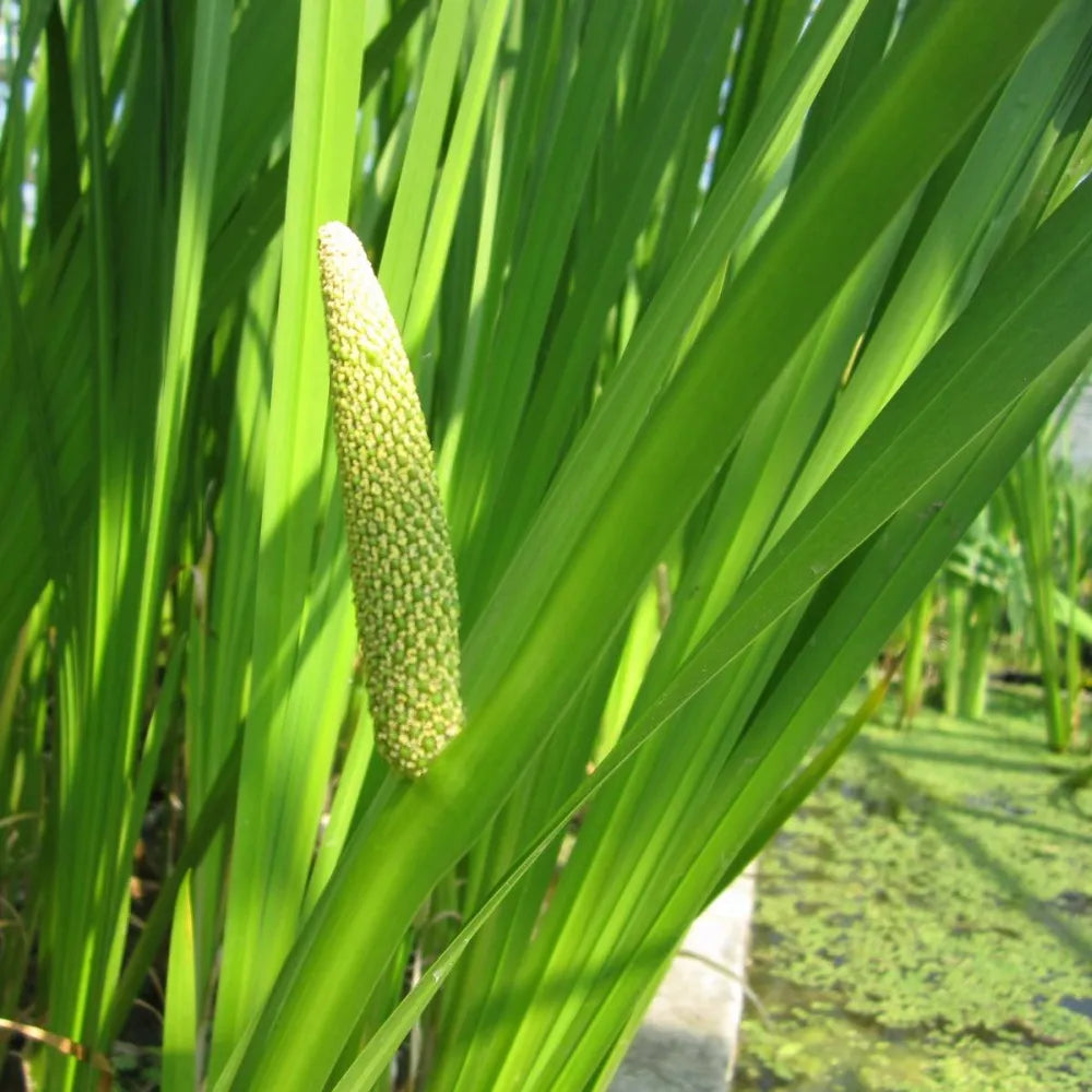 Acorus calamus | Sweet flag | Marginal Plant – Woven Wood
