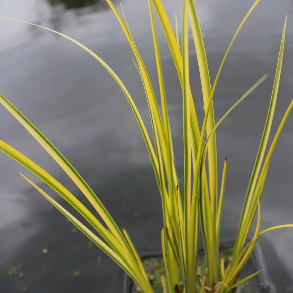 Acorus gramineus ‘Ogon’ | Golden dwarf sweet flag | Marginal Plant ...