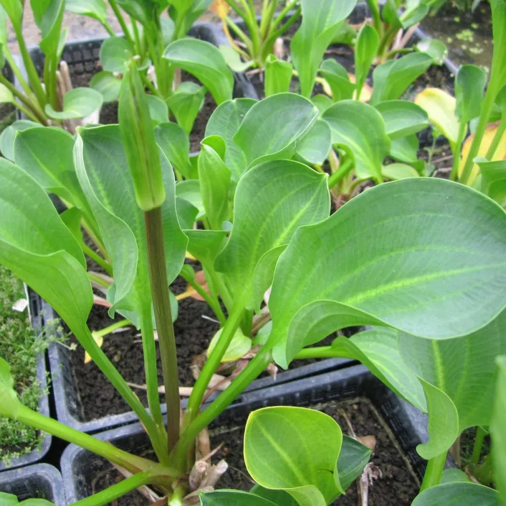 Alisma parviflorum | Small‑flowered water‑plantain | Marginal Plant ...