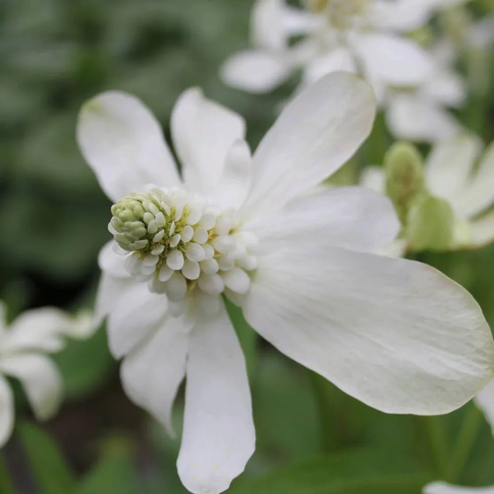 Anemopsis californica | Yerba mansa | Marginal Plant – Woven Wood