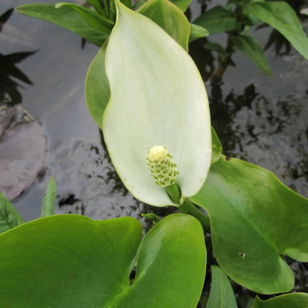 Calla palustris | Water arum (wild calla) | Marginal Plant – Woven Wood