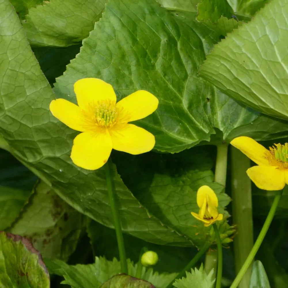 Caltha palustris ‘Polypetala’ | Giant marsh marigold | Marginal Plant ...