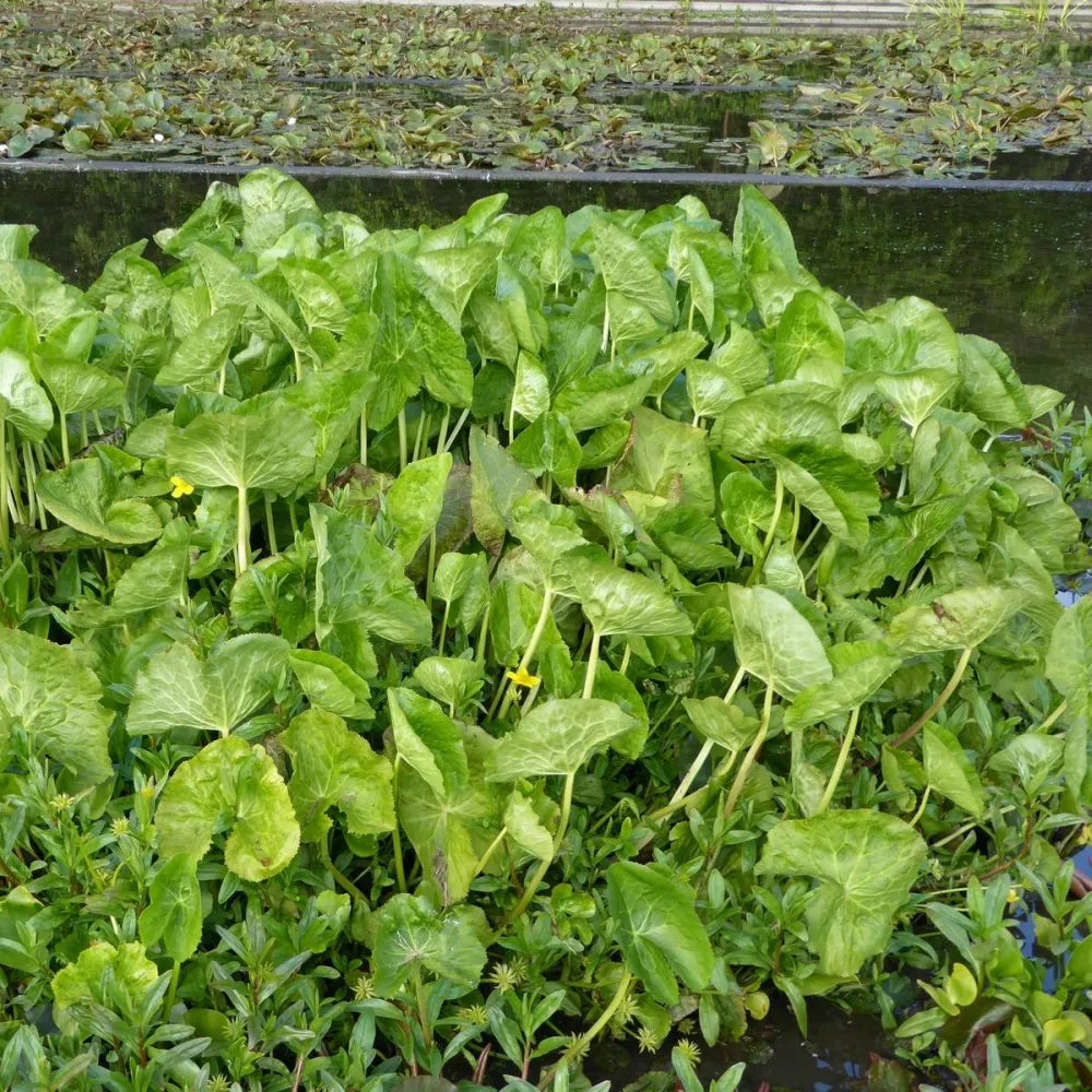 Caltha palustris ‘Polypetala’ | Giant marsh marigold | Marginal Plant ...