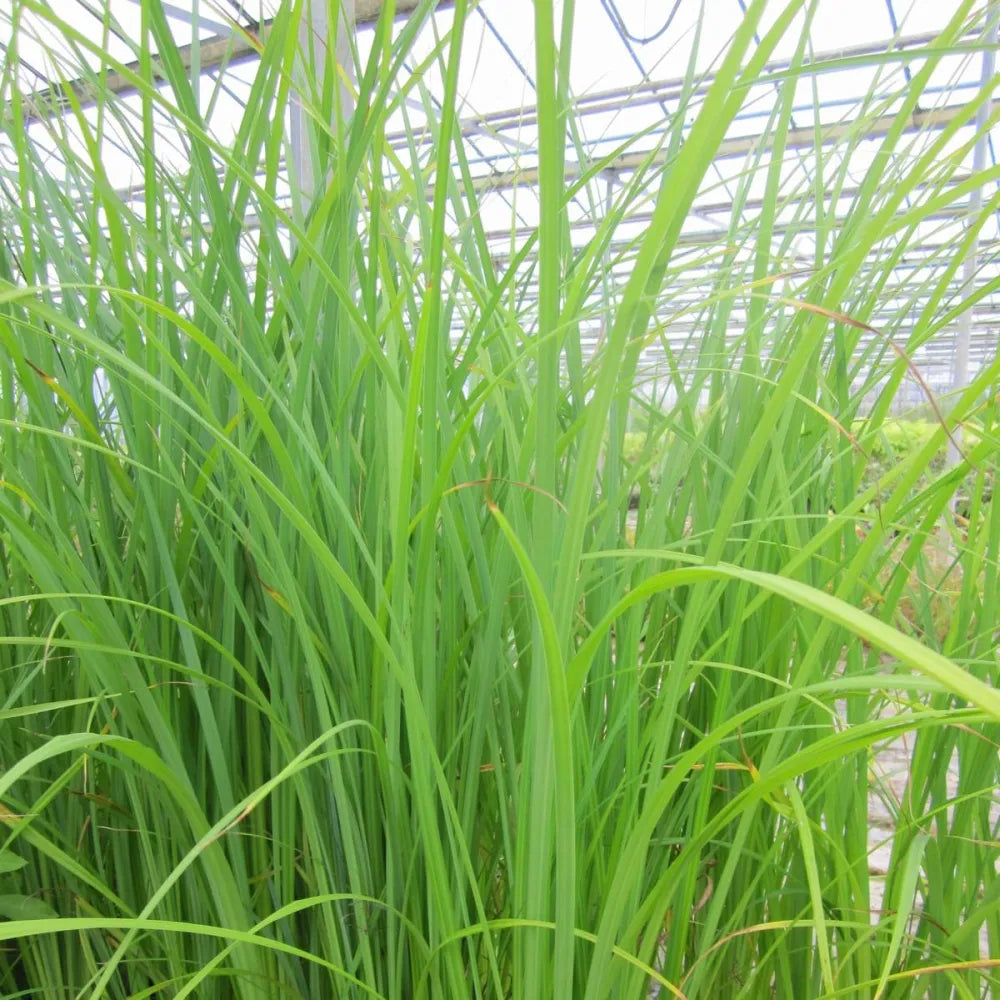 Carex acuta | Slender tufted sedge | Marginal Plant – Woven Wood