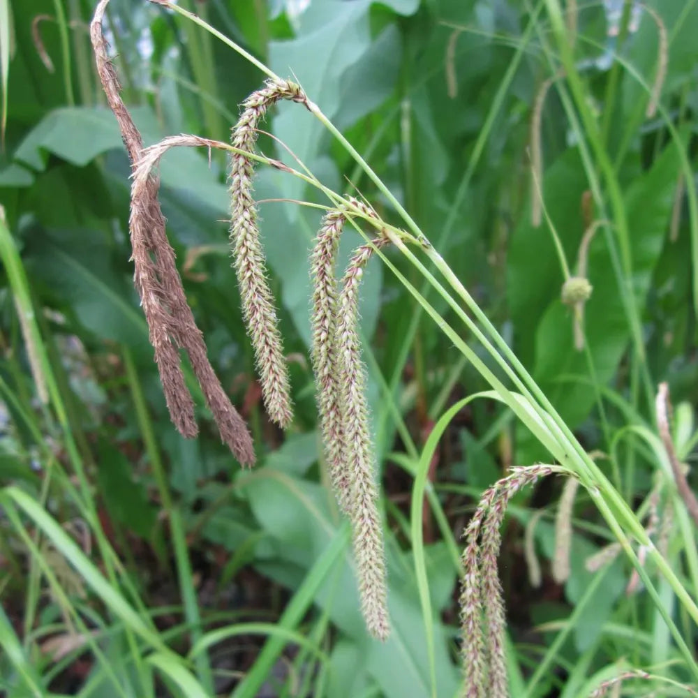 Carex pendula | Pendulous sedge | Marginal Plant – Woven Wood