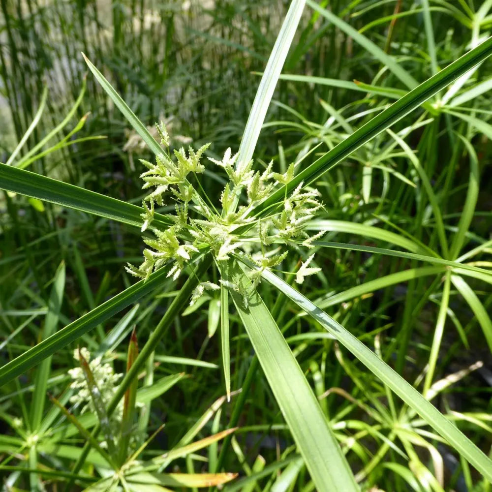 Cyperus alternifolius | Umbrella palm | Marginal Plant – Woven Wood