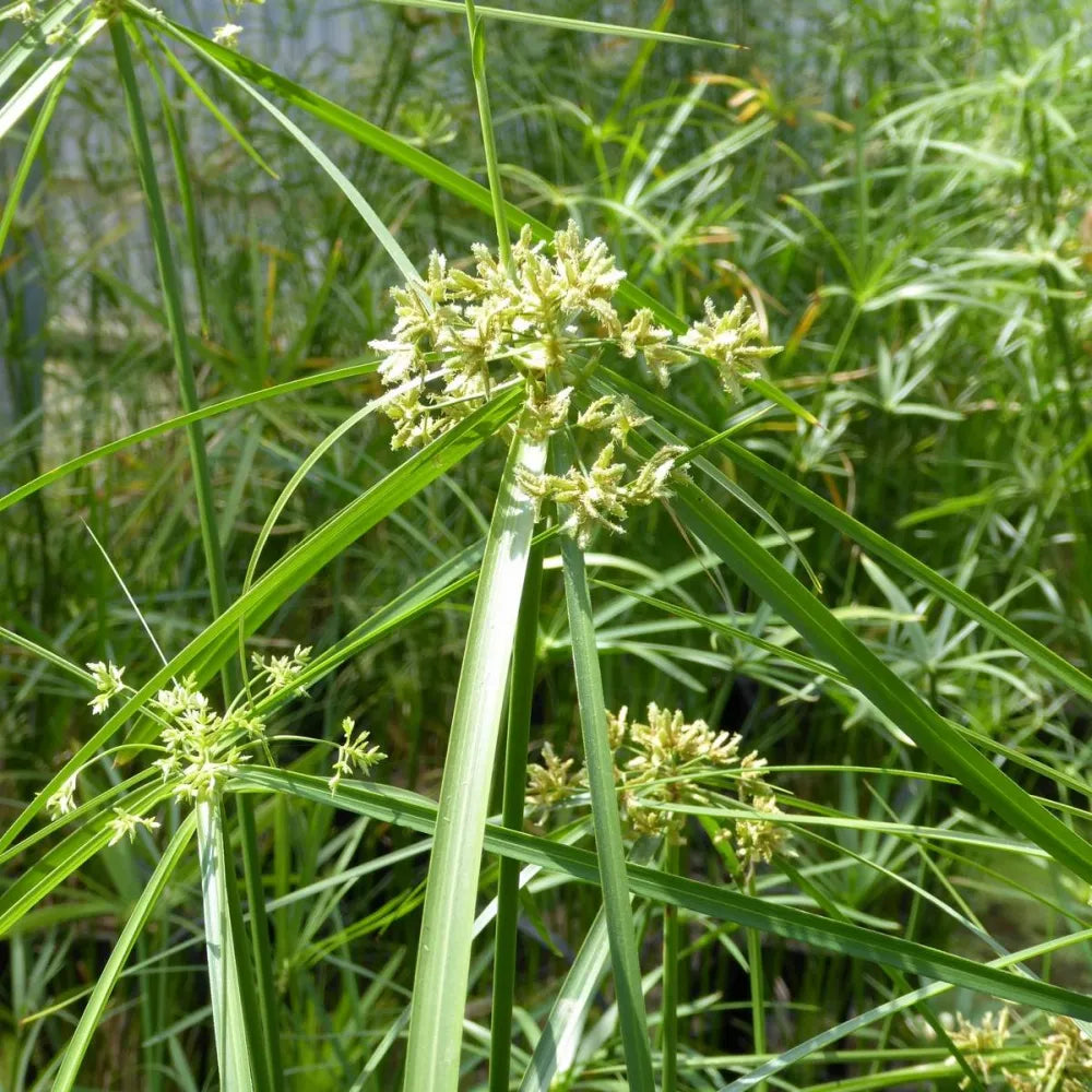 Cyperus alternifolius | Umbrella palm | Marginal Plant – Woven Wood