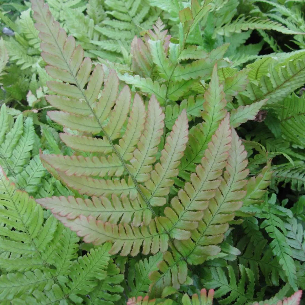 Dryopteris erythrosora | Autumn fern | Pond Side Plant – Woven Wood