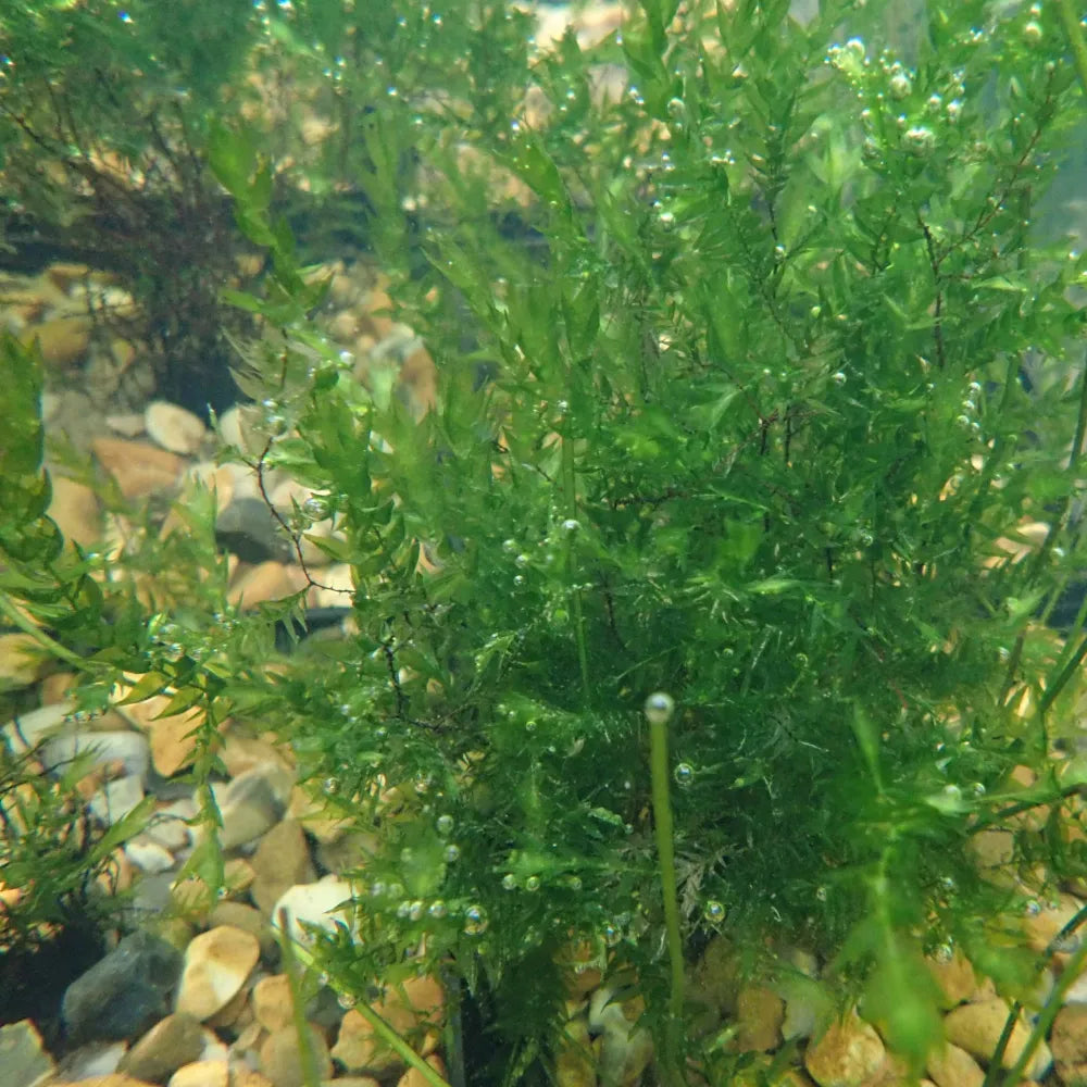 Fontinalis antipyretica | Common water moss | Marginal Plant – Woven Wood