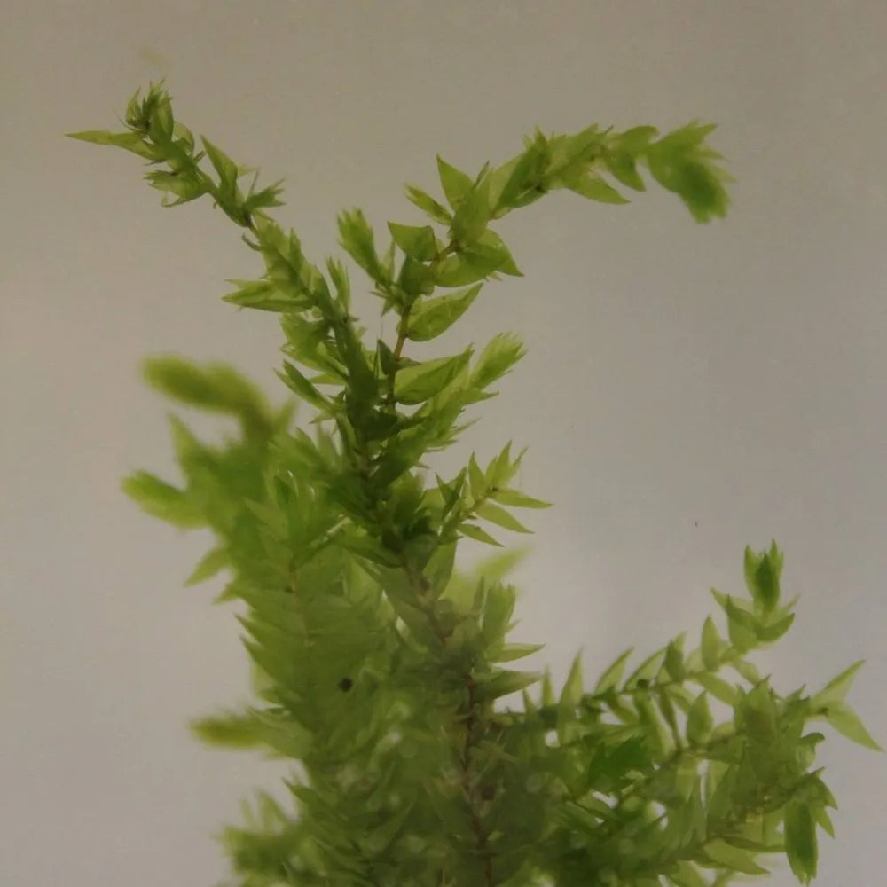 Fontinalis antipyretica | Common water moss | Marginal Plant – Woven Wood