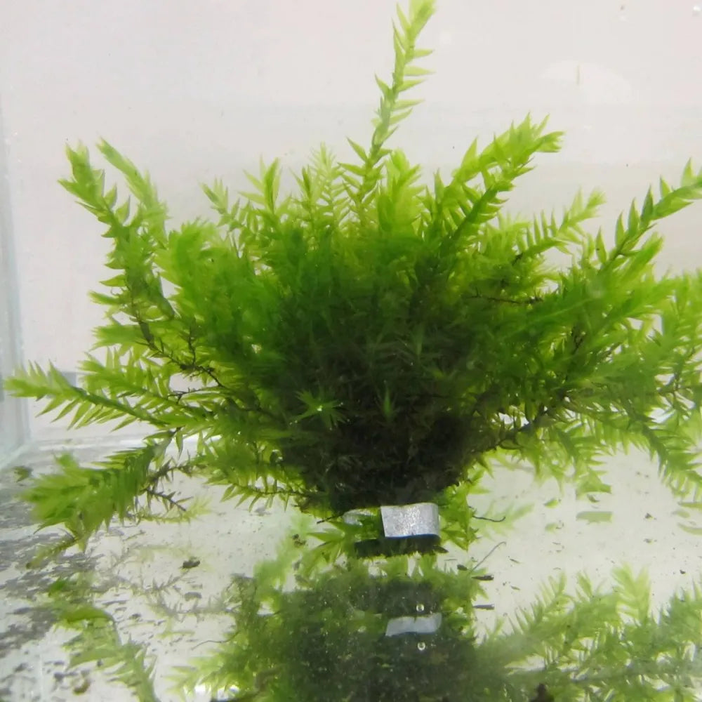 Fontinalis antipyretica | Common water moss | Marginal Plant – Woven Wood