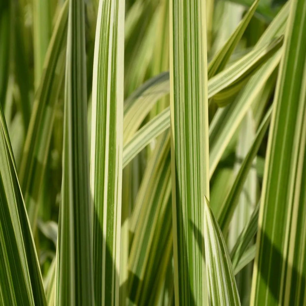 Glyceria maxima ‘Variegata’ | Variegated sweet manna‑grass | Marginal ...