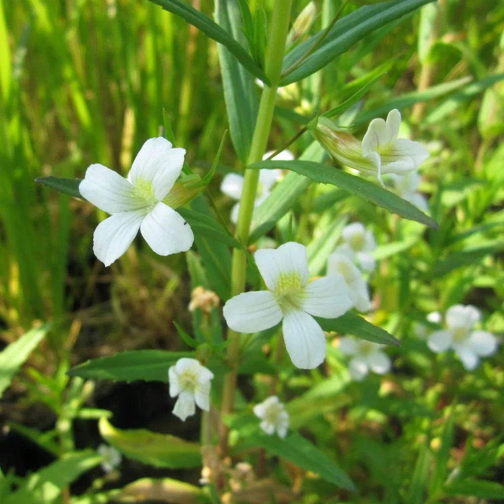 Gratiola officinalis | Hedge hyssop | Marginal Plant – Woven Wood