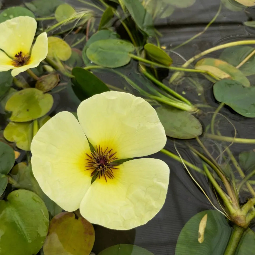 Hydrocleys nymphoides | Water poppy | Floating Plant – Woven Wood