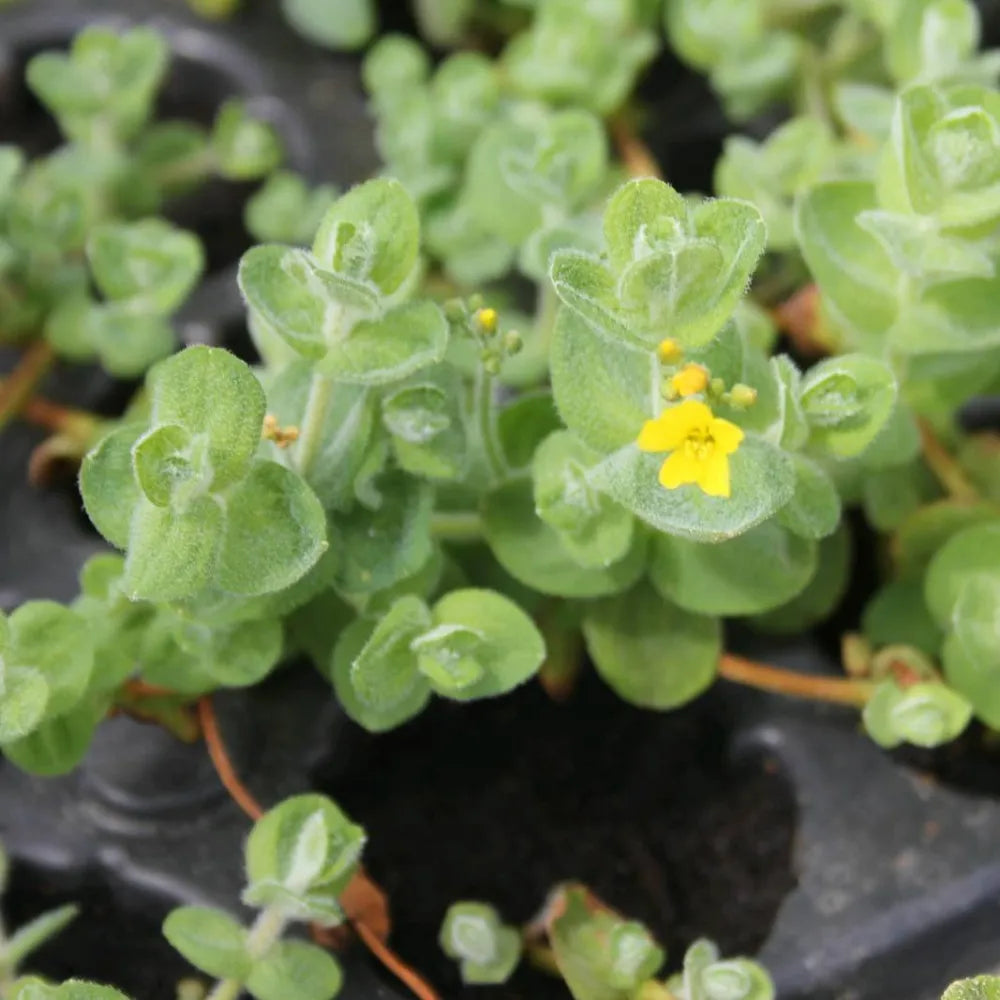 Hypericum elodes | Marsh St John’s‑wort | Marginal Plant – Woven Wood