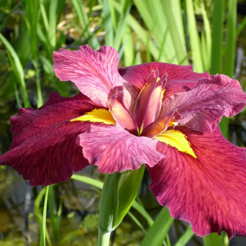 Iris louisiana ‘Ann Chowning’ | Louisiana iris ‘Ann Chowning’ | Margin ...