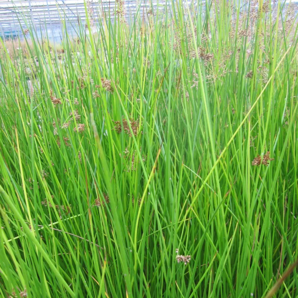 Juncus effusus | Soft rush | Marginal Plant – Woven Wood