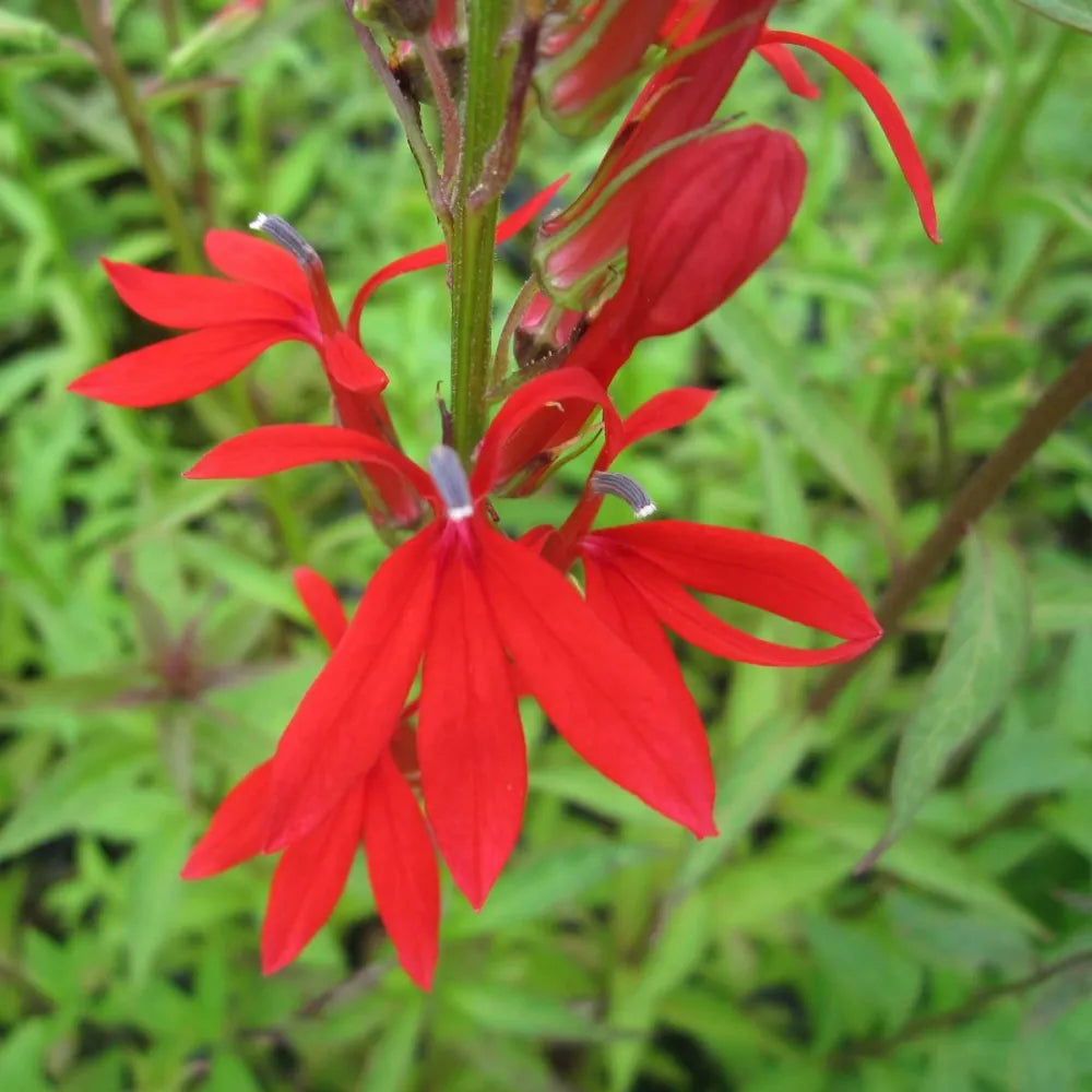 Mimulus cardinalis | Scarlet monkey‑flower | Marginal Plant – Woven Wood