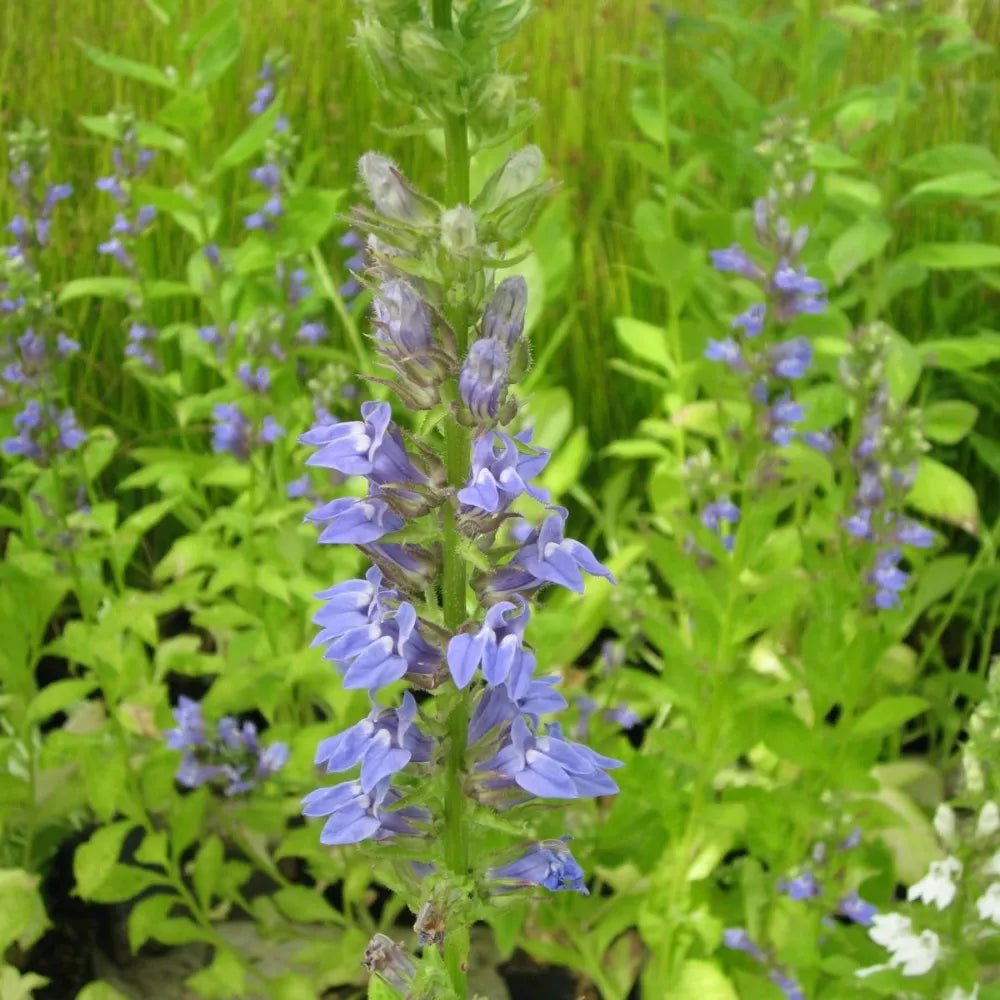 Lobelia siphilitica | Great blue lobelia | Marginal Plant – Woven Wood